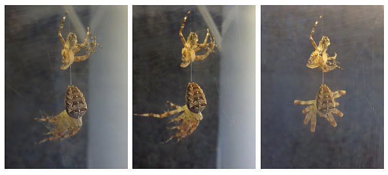 Pacific Science Center Life Sciences: A Spider Sheds