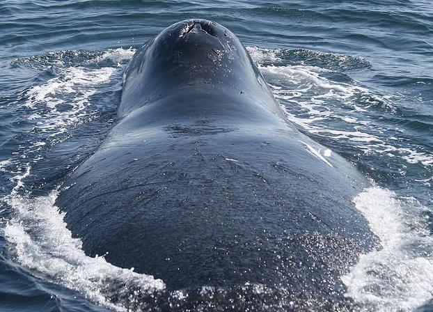 Marine Life: Bowhead Whale