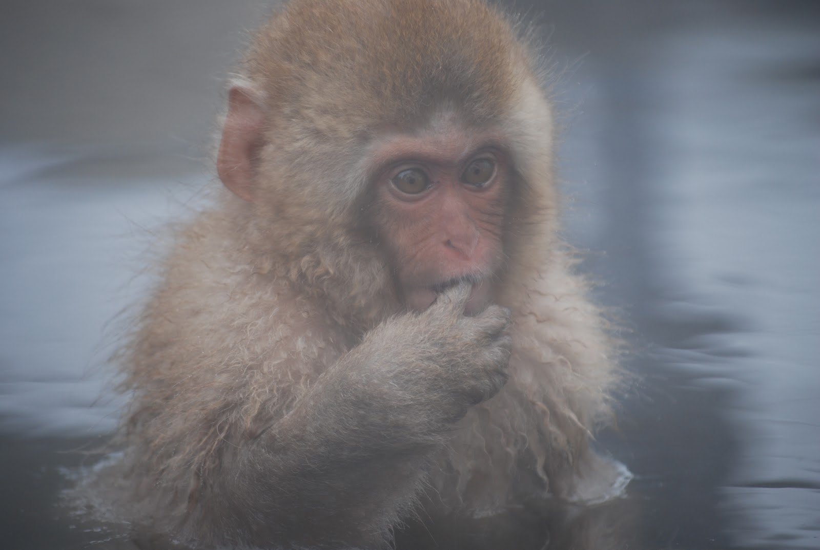 Japan Journal: Snow Monkeys, the Japanese "Alps" and Onsen