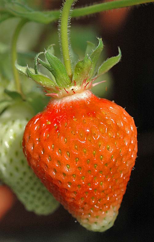 Elegies from a Suburban Garden: Expectant: Late Spring