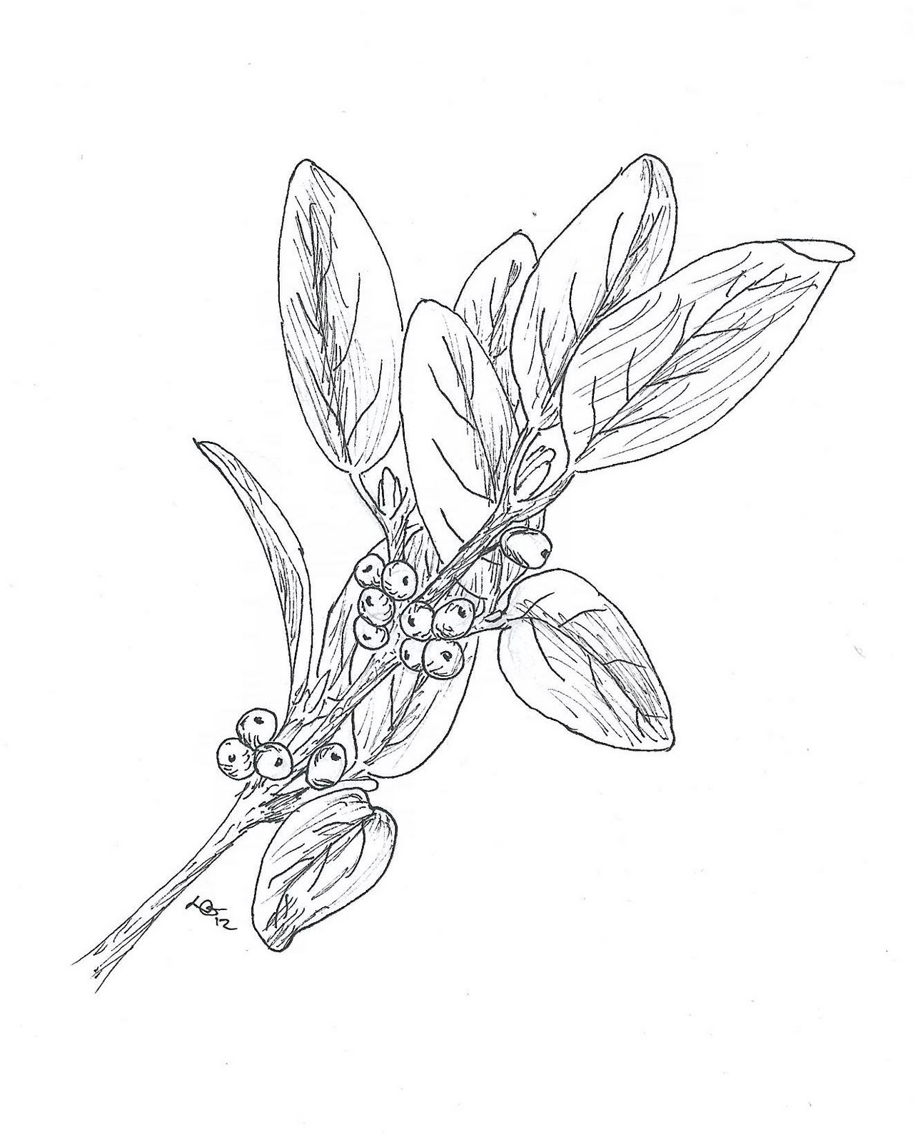 Shrubbery...: January 2012