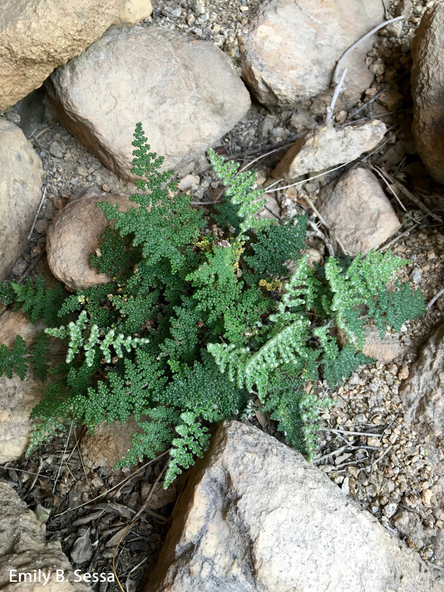 No seeds, no fruits, no flowers: no problem.: Desert ferns: Myriopteris