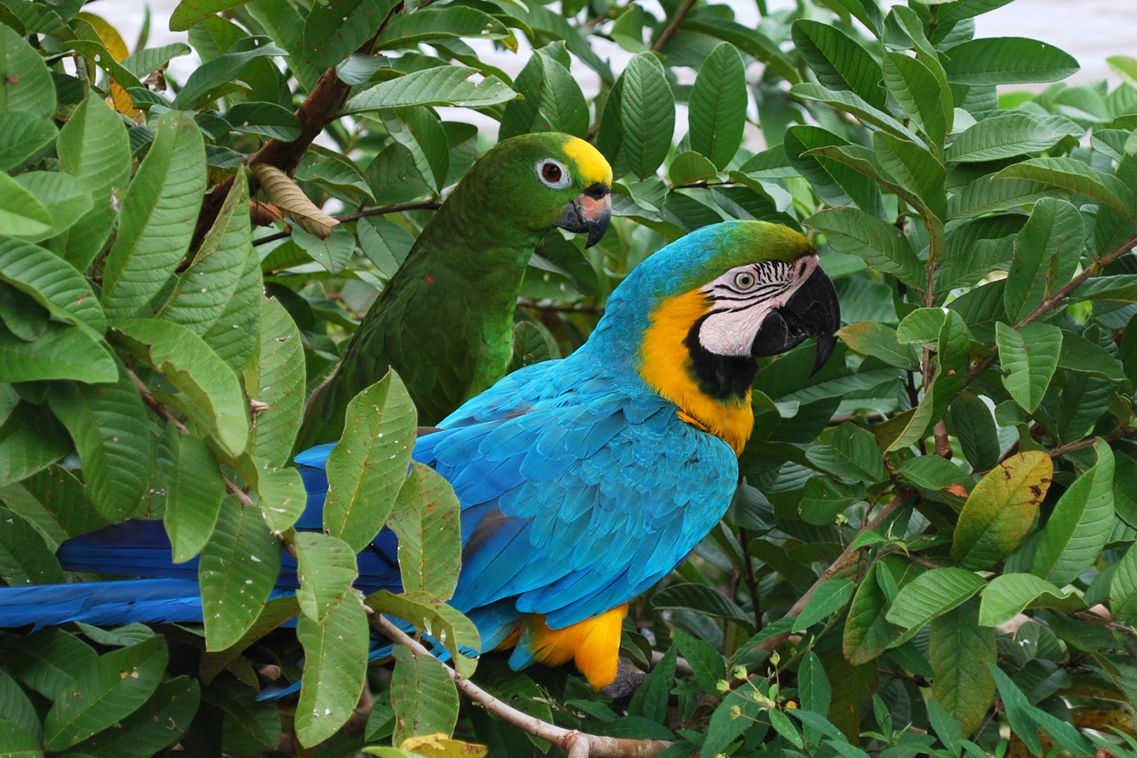 Humboldtina - Venezuela: Gelbstirnamazone - Amazona ochrocephala - Loro ...