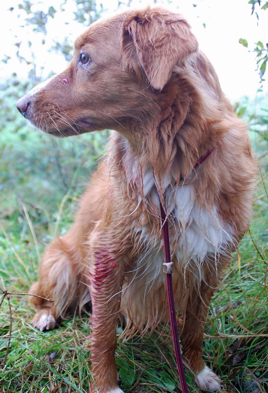 Mina Tollare: Underbara älskade lilla hund!