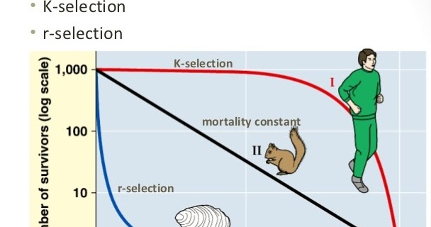 ΦΥΛΕΤΙΚΑ: H θεωρία r-K