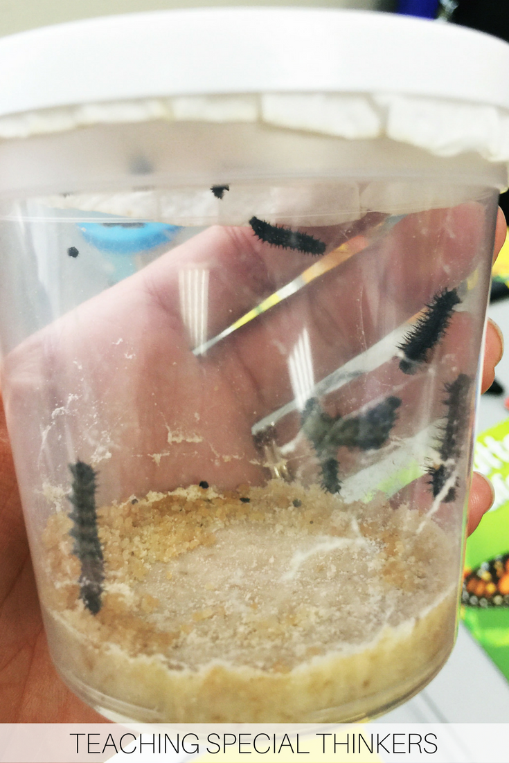 Butterfly Observation Journal Freebie | Teaching Special Thinkers