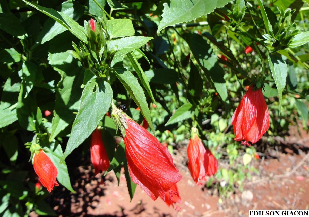 Viveiro Ciprest - Plantas Nativas e Exóticas: Malvavisco Vermelho ou ...
