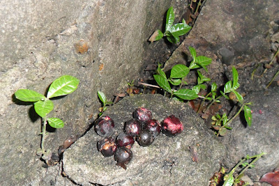 Lady Nyx: Lipote Berries (Syzygium curranii)