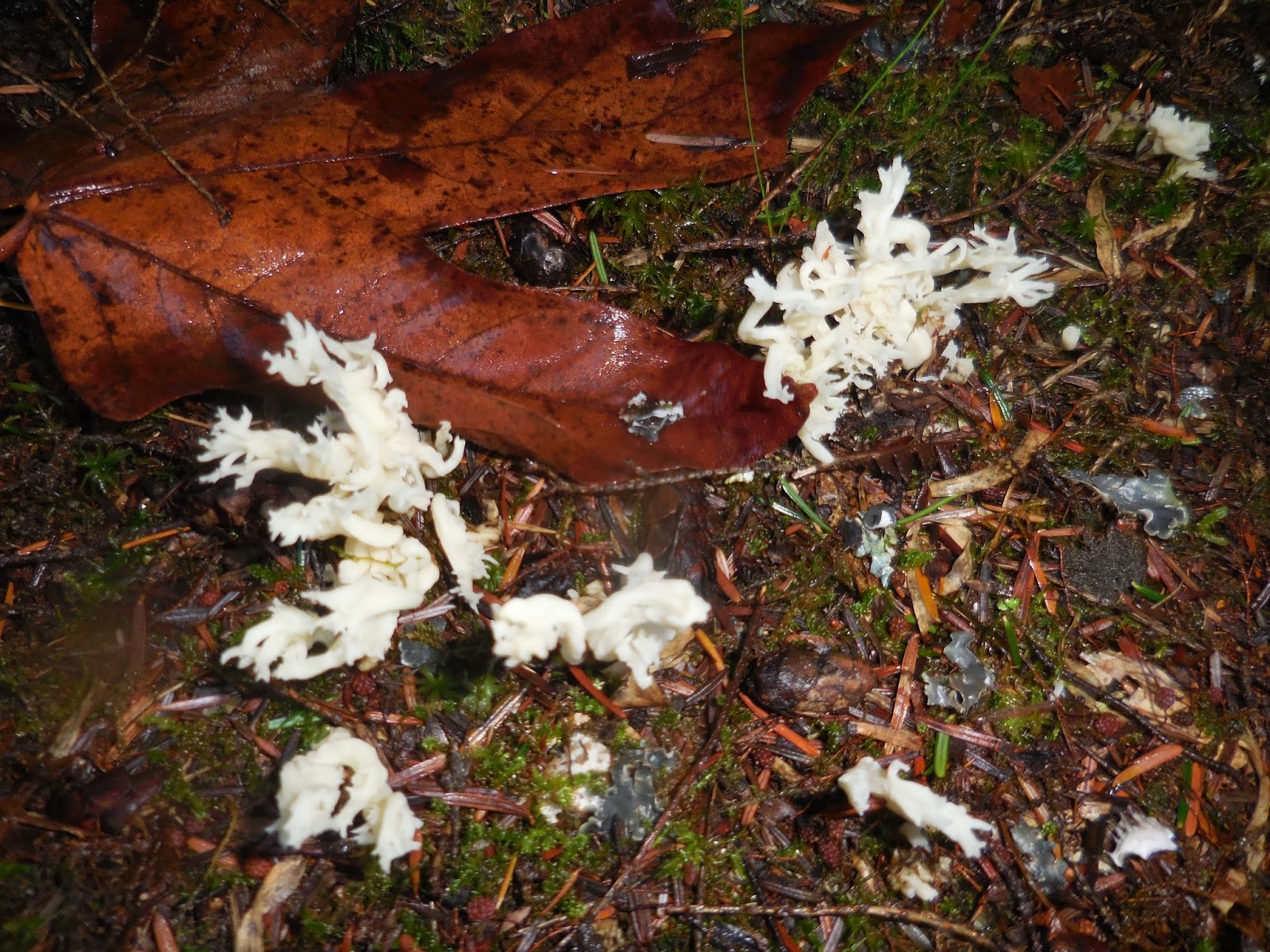 R and R travels: Fall Mushroom Identification