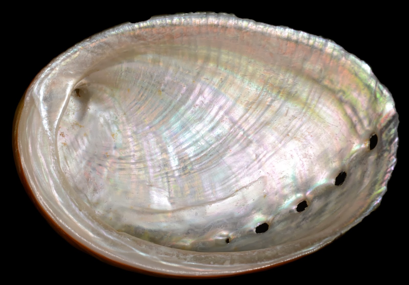 Dr. Lee's Gallery Museum: Haliotis glabra 43.56mm 菲律賓鮑螺