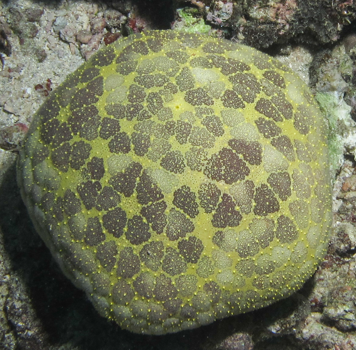 Real Monstrosities: Cushion Star