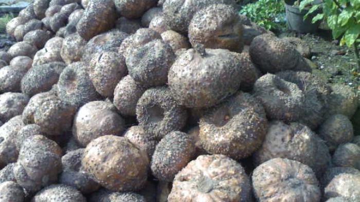 Subhanallah Anda Tahu Buah Suweg, Namanya Ndeso Tapi Bisa Mengobati ...