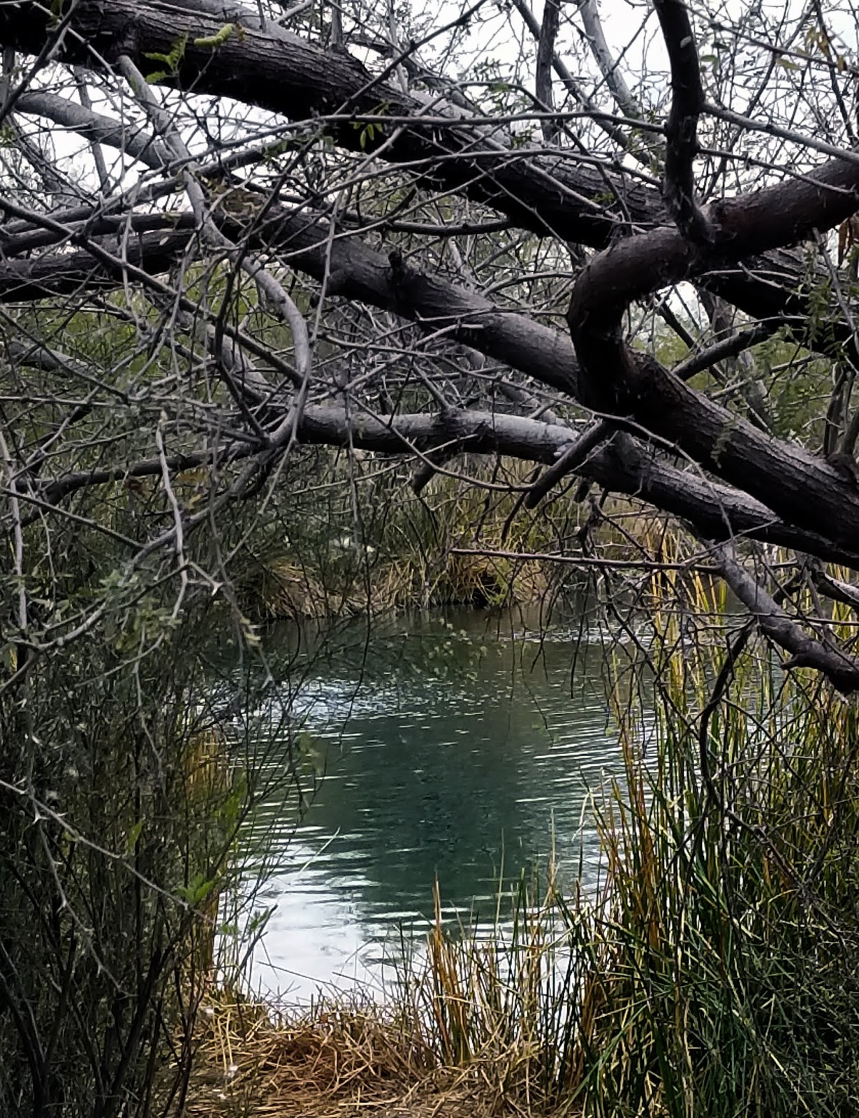 Riparian Preserve at Water Ranch