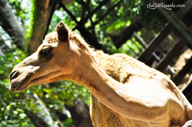 Elal Lasola Travel & Photography: Subic | Zoobic Safari