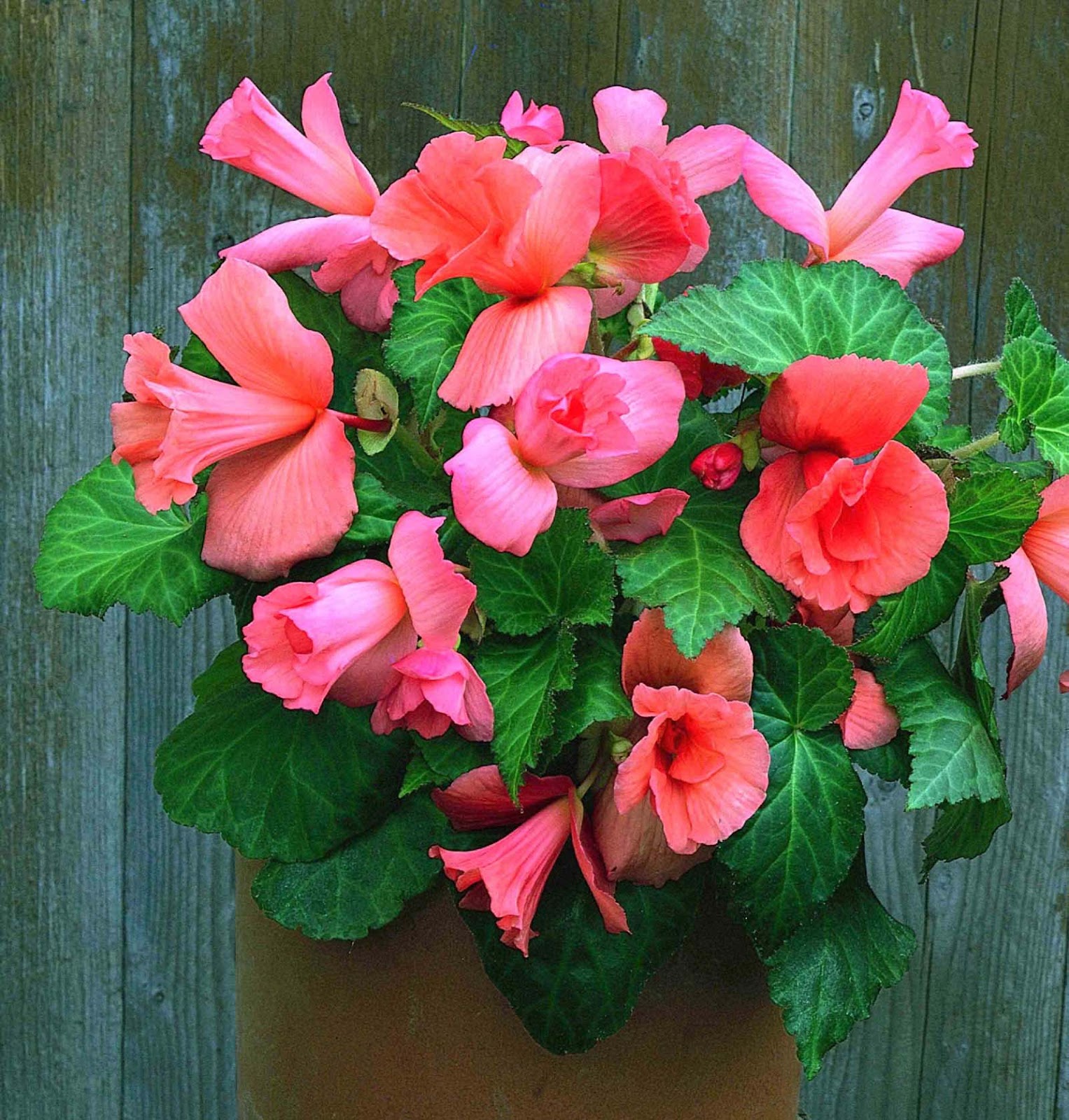 Begonias in the Mist: Begonia Breeding at Golden State Bulb Growers