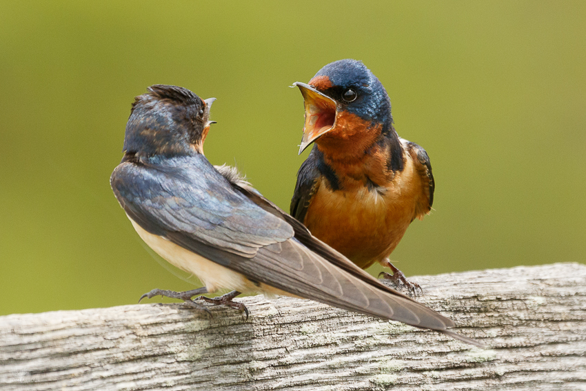 The Ohio Nature Blog: Barn Swallows