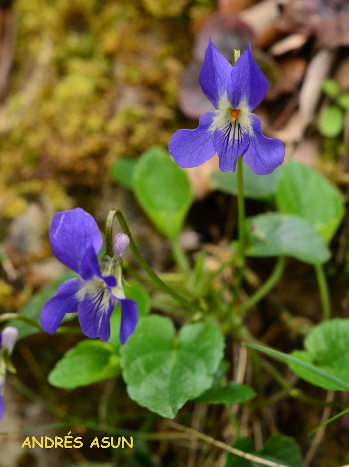Flores silvestres de la Cordillera Cantábrica: VIOLACEAS - Violaceae