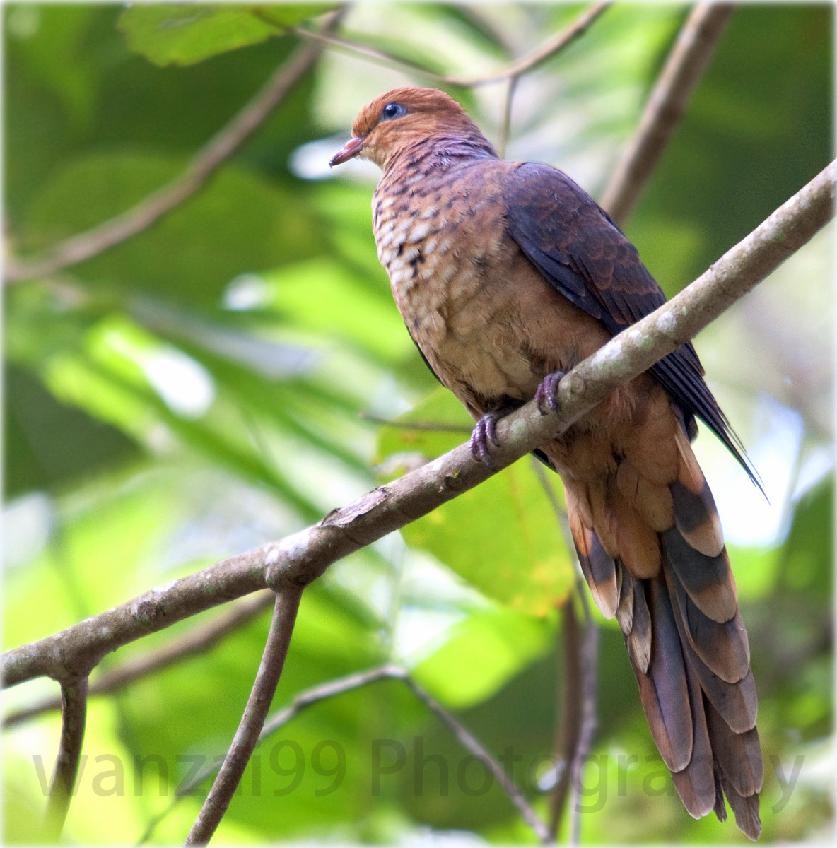 wanzai99 PHOTOGRAPHY: Burung Tekukur Api