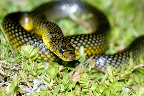 EL MAJESTUOSO RIO PARANA: FAUNA DEL DELTA DEL PARANA