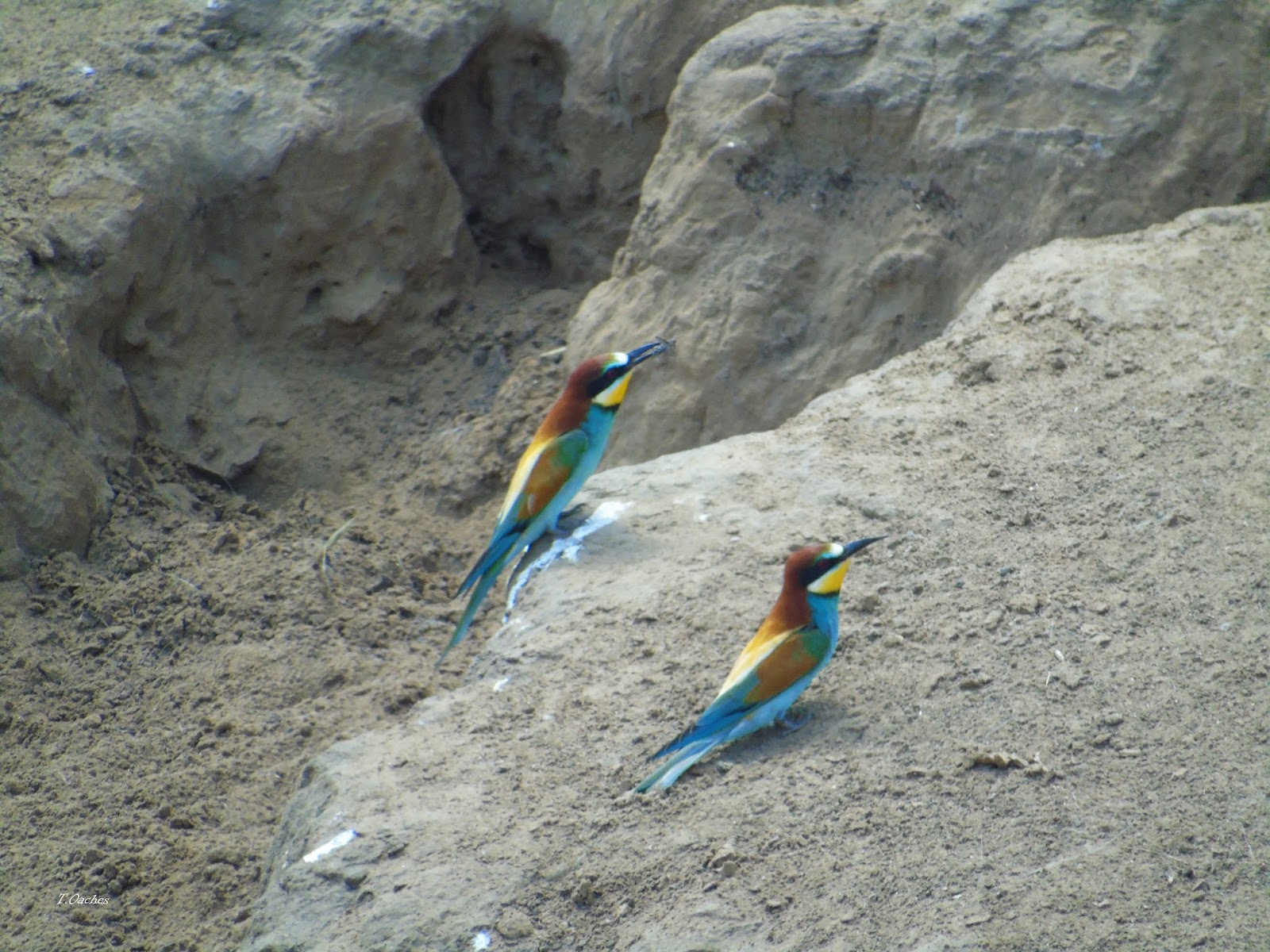 PASARI DIN ROMANIA: PRIGORIE, Merops apiaster