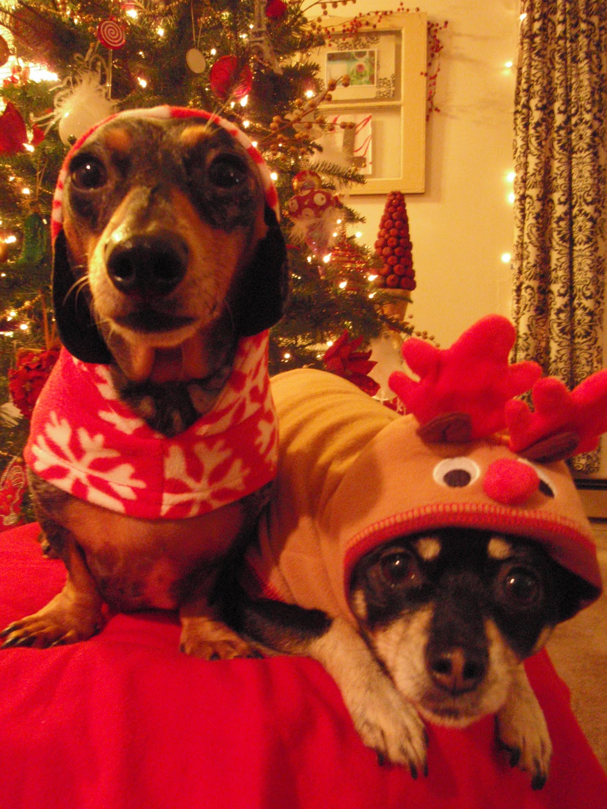 CoCo Designs: 25 Days of Christmas CoCo Style - Day 5: Pets Deserve ...