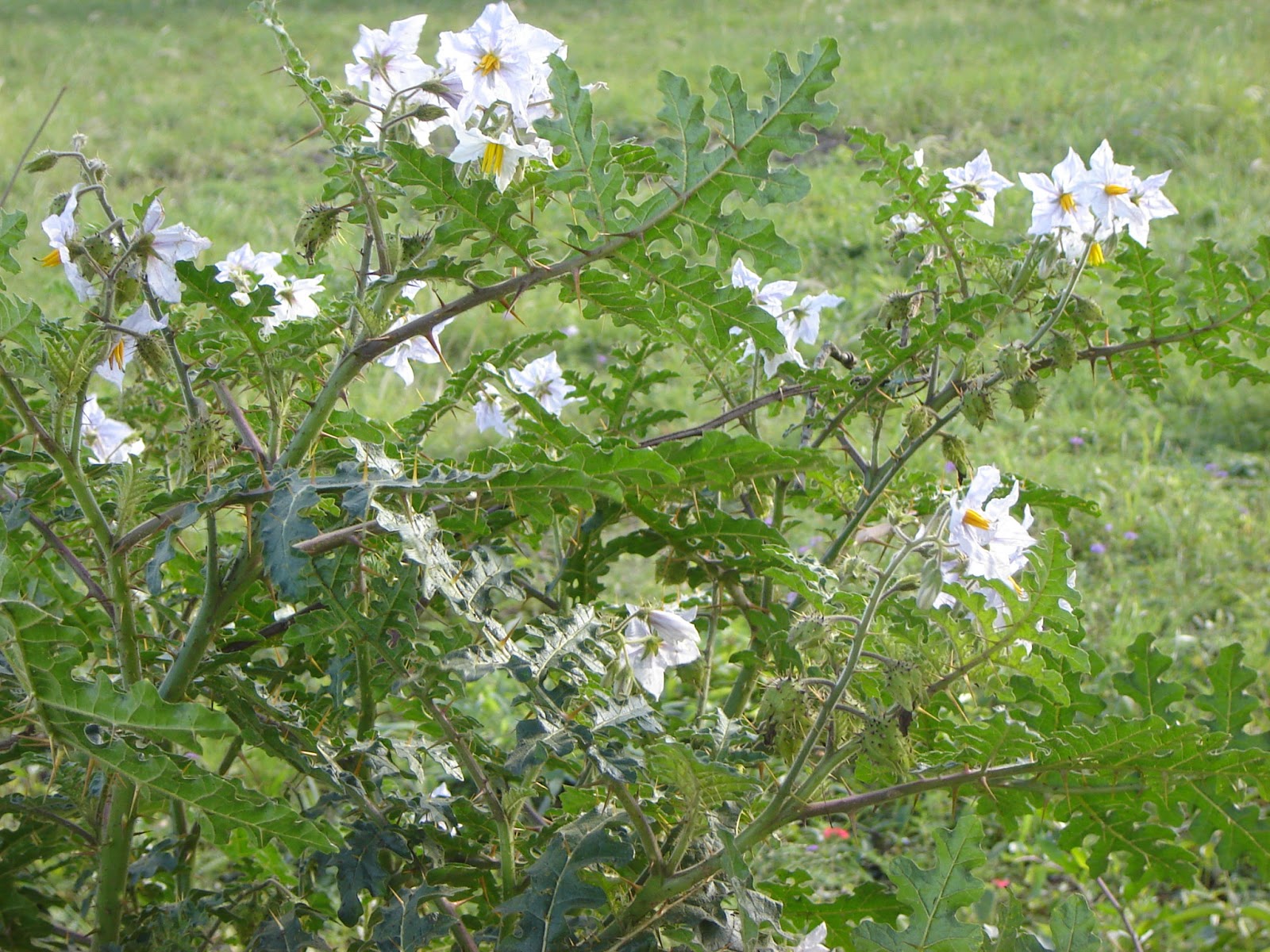 v e r d e c h a c o: Tutiá / Revienta caballos