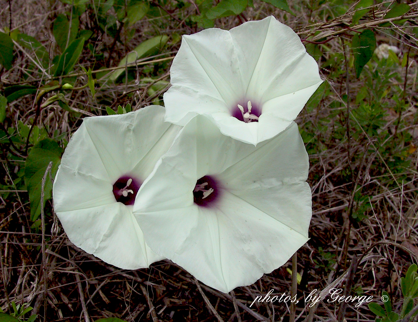 Ipomoea Pandurata