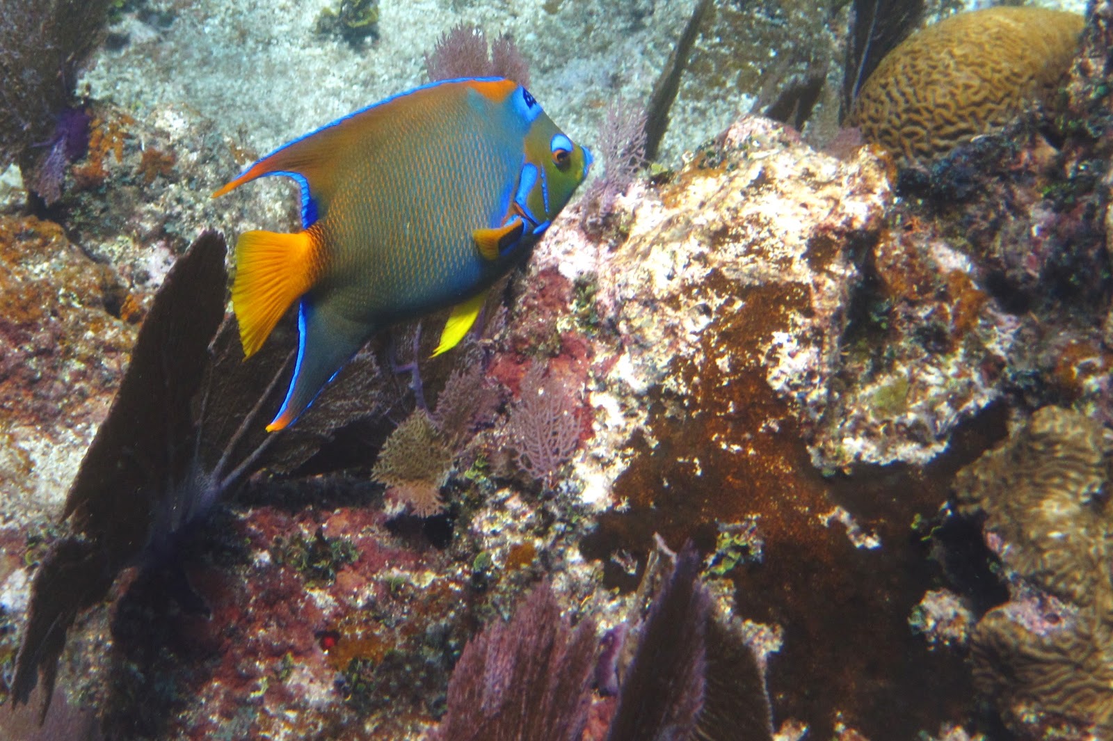 Linward: Roatan - 2012