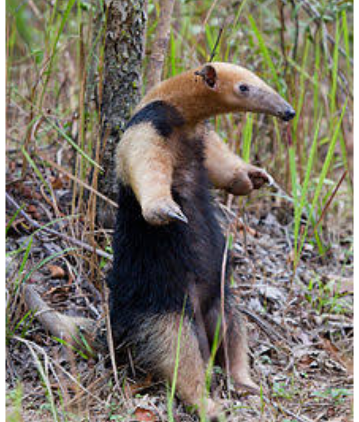 Historia y geografía de Quintana Roo.: FACTORES BIÓTICOS