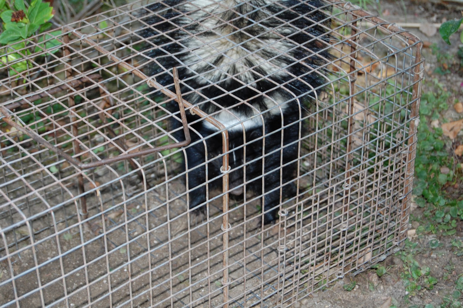 All City Animal Trapping: Salt Lake City Skunk Trapping & Skunk Removal ...