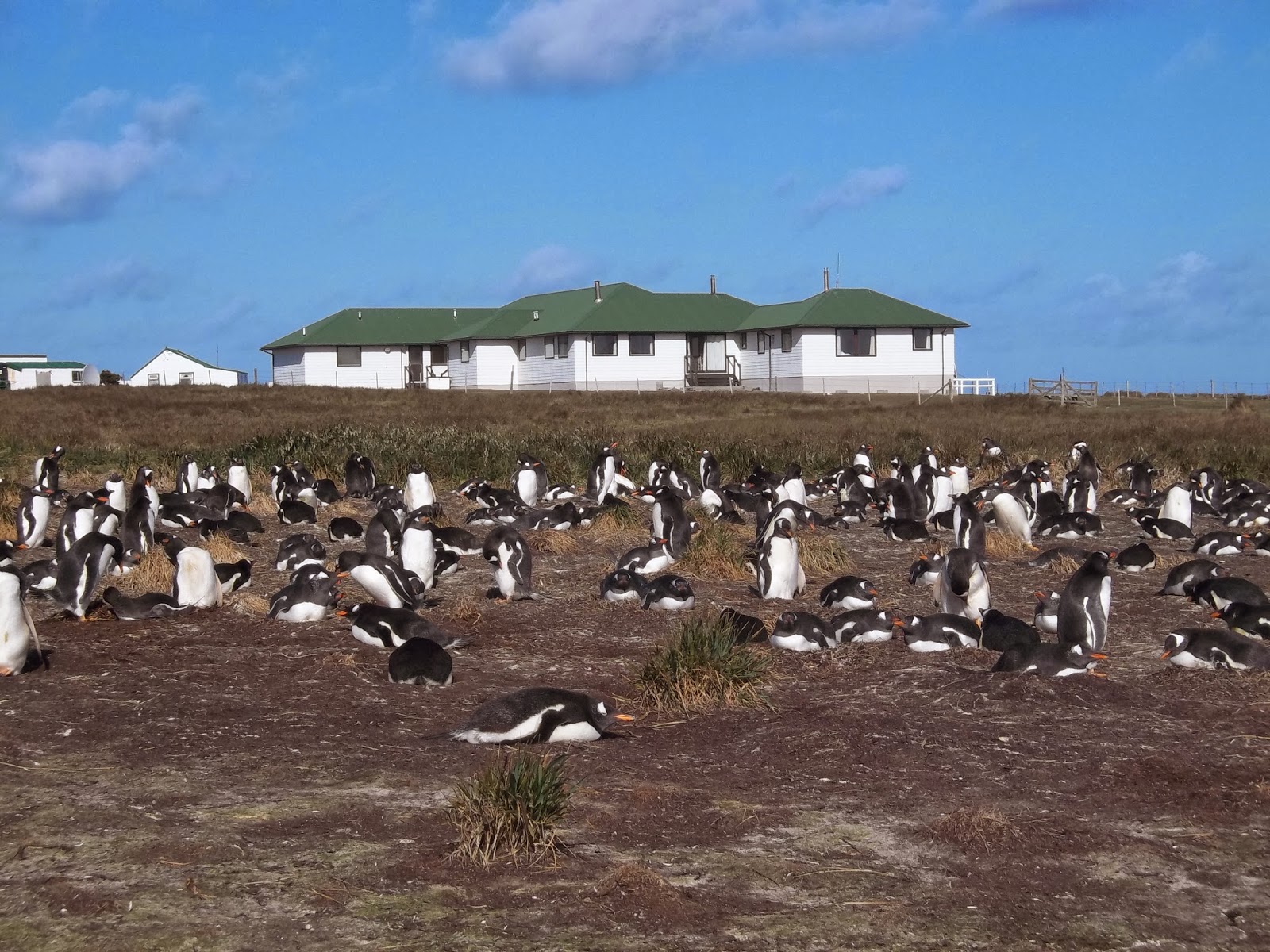 Sandra's world travels: Falkland Islands and Chile - November 2013