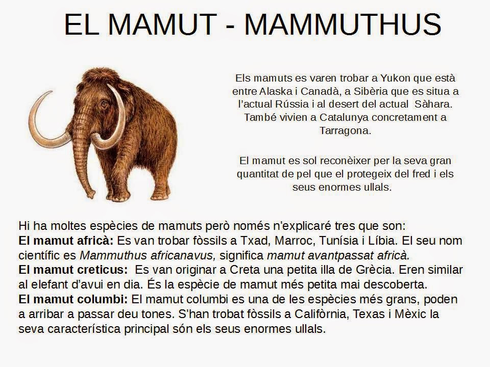 PER FER HISTÒRIA: EL MAMUT