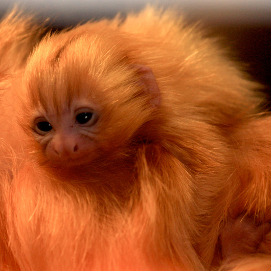 Macaco | #AnjosQuatroPatas