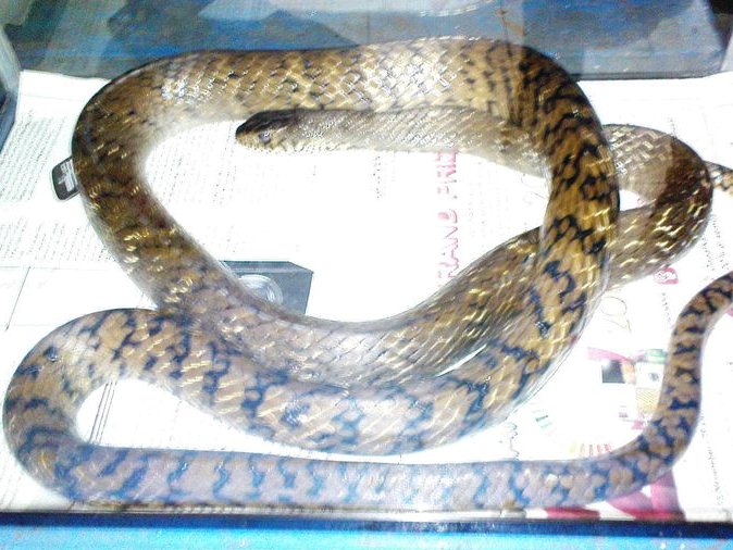 Gallery Reptile : Ular jali