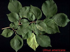 Compañeros de viaje: Olmo americano (Ulmus americana)