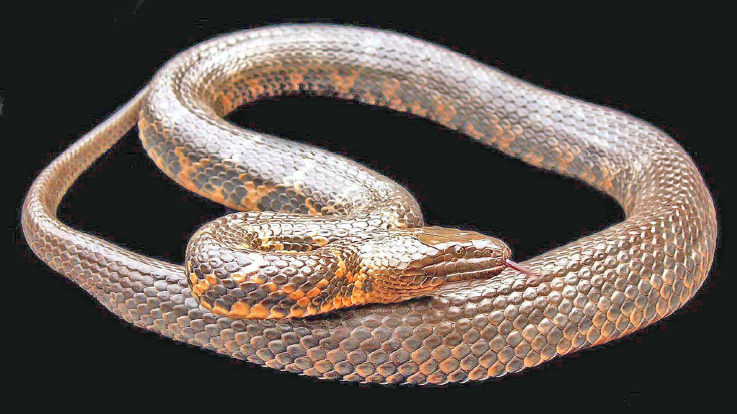 Life is short, but snakes are long: May 2014