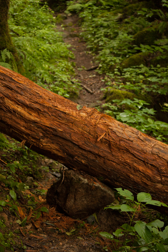 More pictures from Roaring Branch in Appalachia Virginia | Exploring ...
