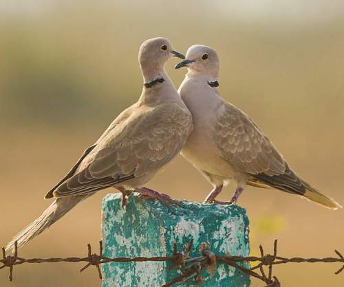 Eurasian collared dove | Birds of India | Bird World