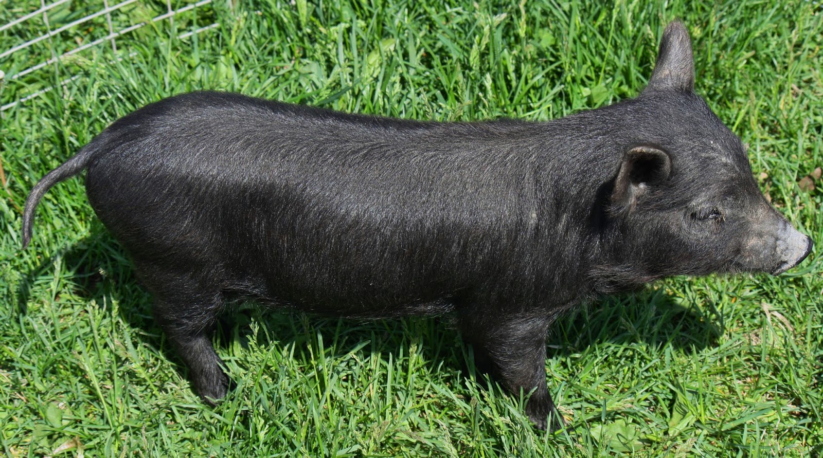 Providence Heritage Farm: Guinea Hogs for Sale!