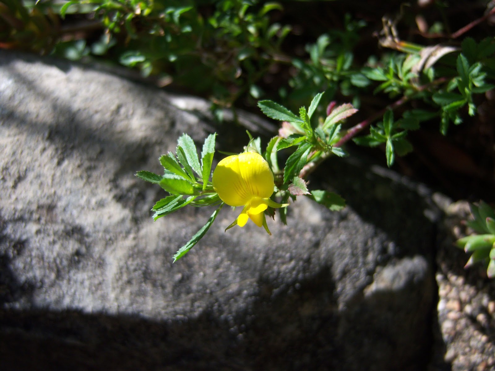 ONONIS MENOR - BOTÀNIC SERRAT