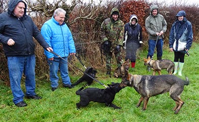 Cornwall, Devon and Dorset Police Dog Section: Police pup Boris says a ...