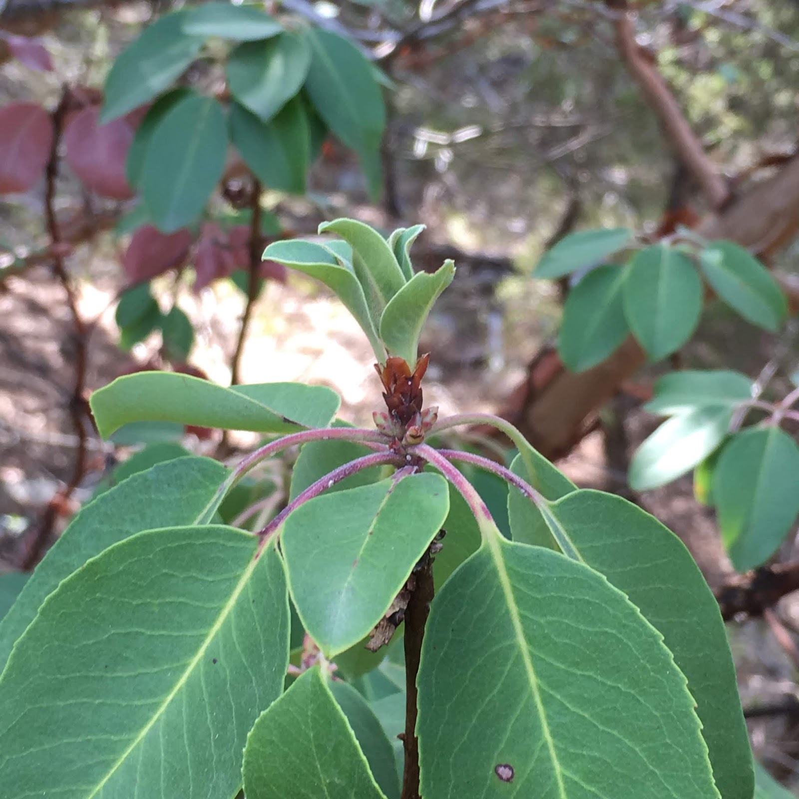 Among the Trees @ the Madrone Trail