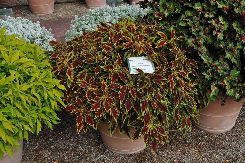 CO-Horts: 2018 “Best Of Winners” from CSU Annual Flower Trials