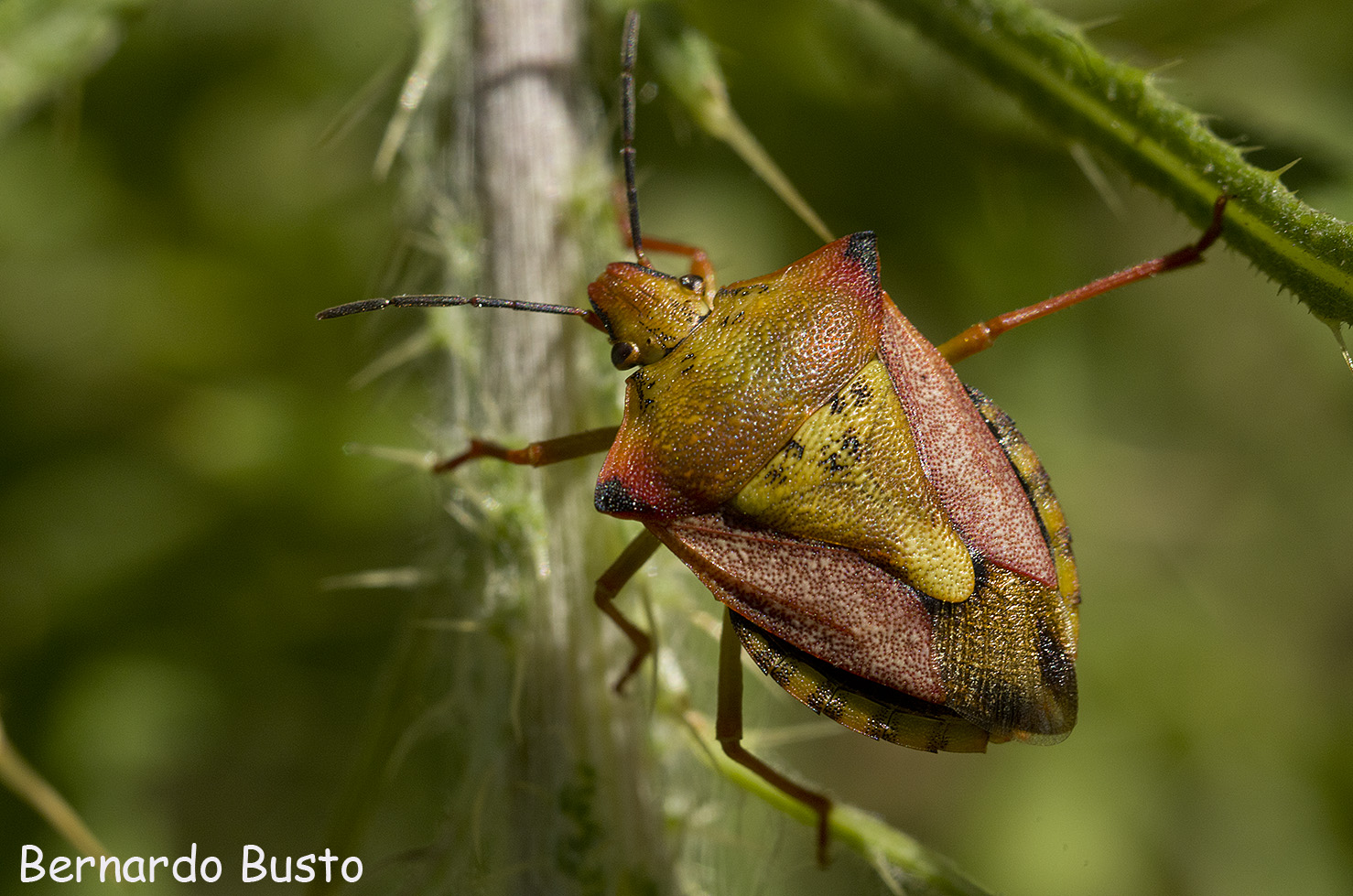 RÍA DE LA VILLA: Chinches en los cardos