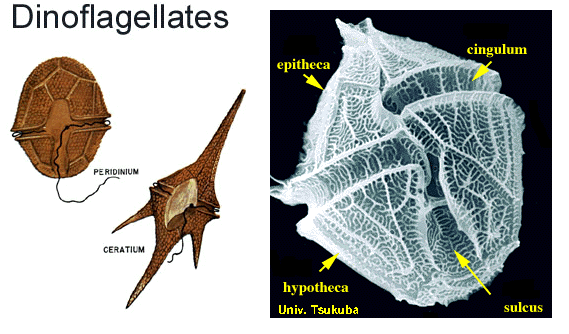 NEW STANDARD COLLEGE : SCIENCE DEPARTMENT: phylum protista...picture of ...