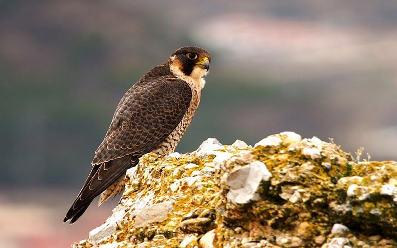El halcón peregrino