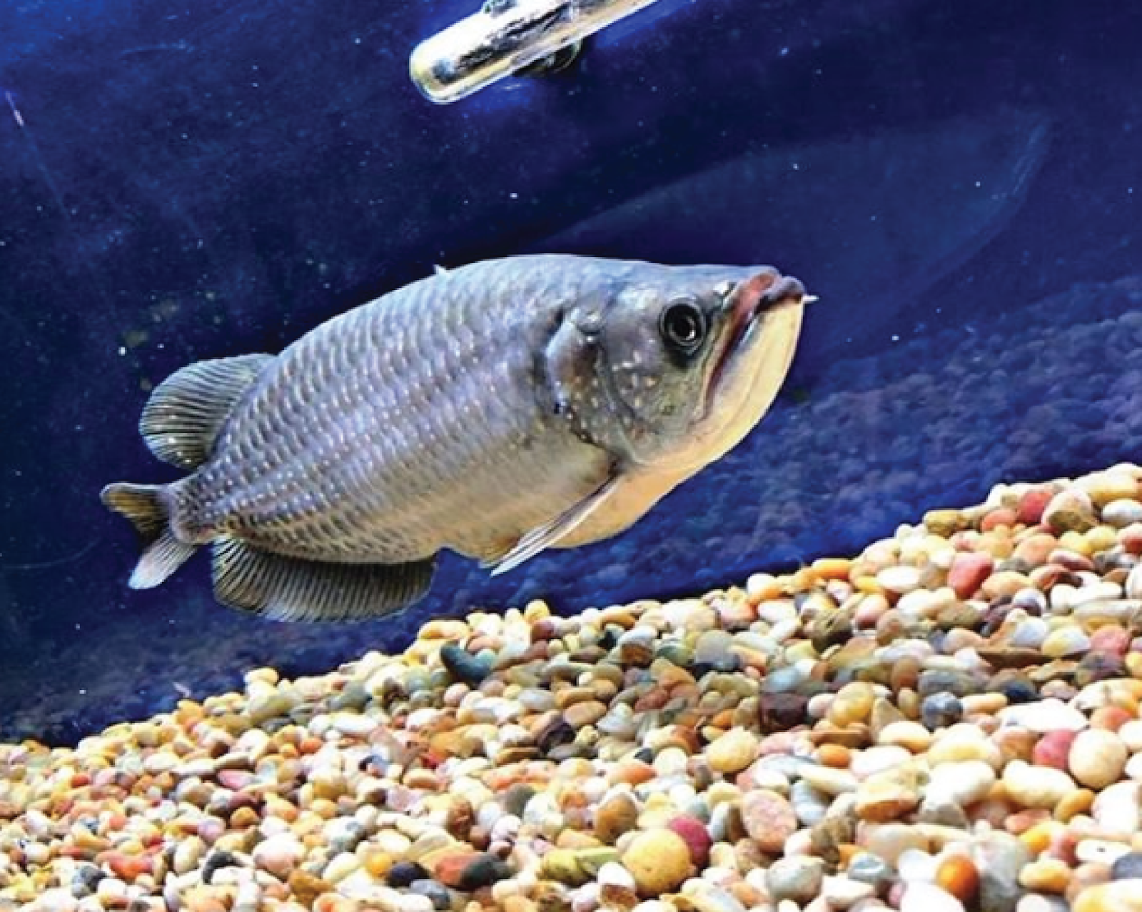 Arowana Jardini SI Ikan Naga Asli Papua - Nakama Aquatics