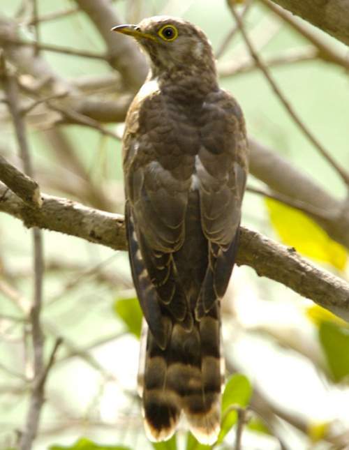 Large hawk-cuckoo | Birds of India | Bird World