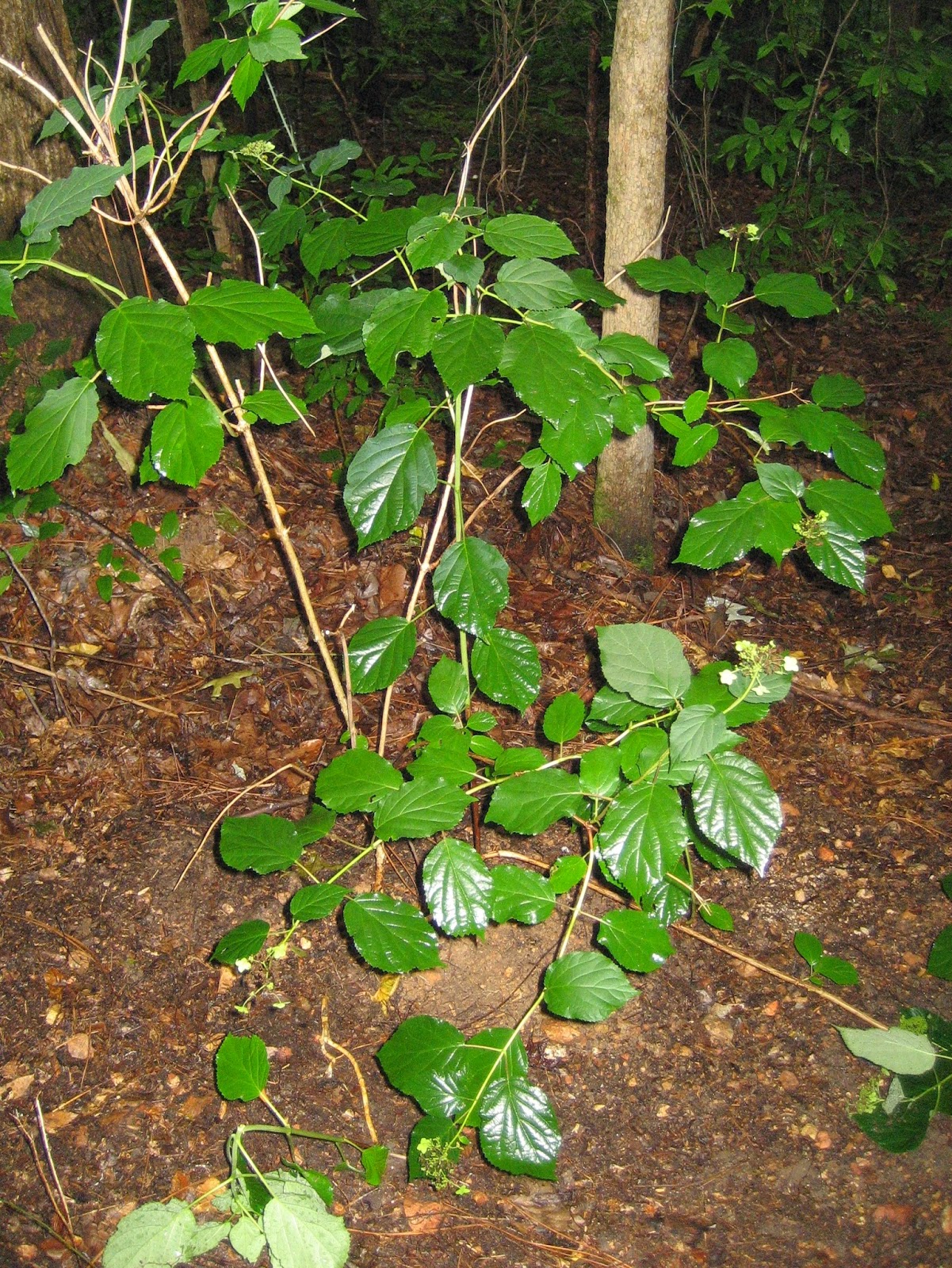 Discovering His Creation: Wild Hydrangea - Sevenbark (Hydrangea ...
