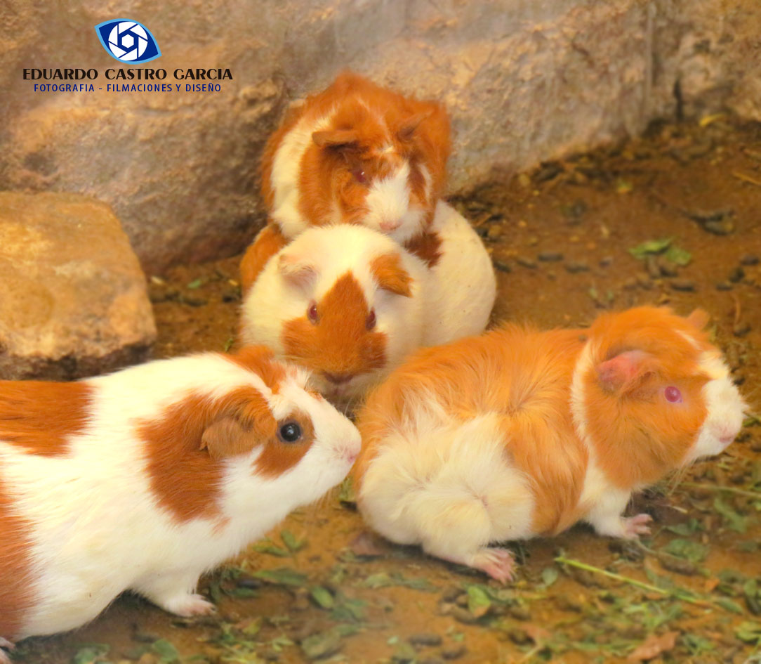 Fotografía y Diseño Edu: Cuyes